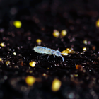 Springtails Culture Tropical Temperate | Bioactive Terrarium Live Clean ...