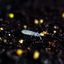 Springtails Culture Tropical Temperate | Bioactive Terrarium Clean Up ...