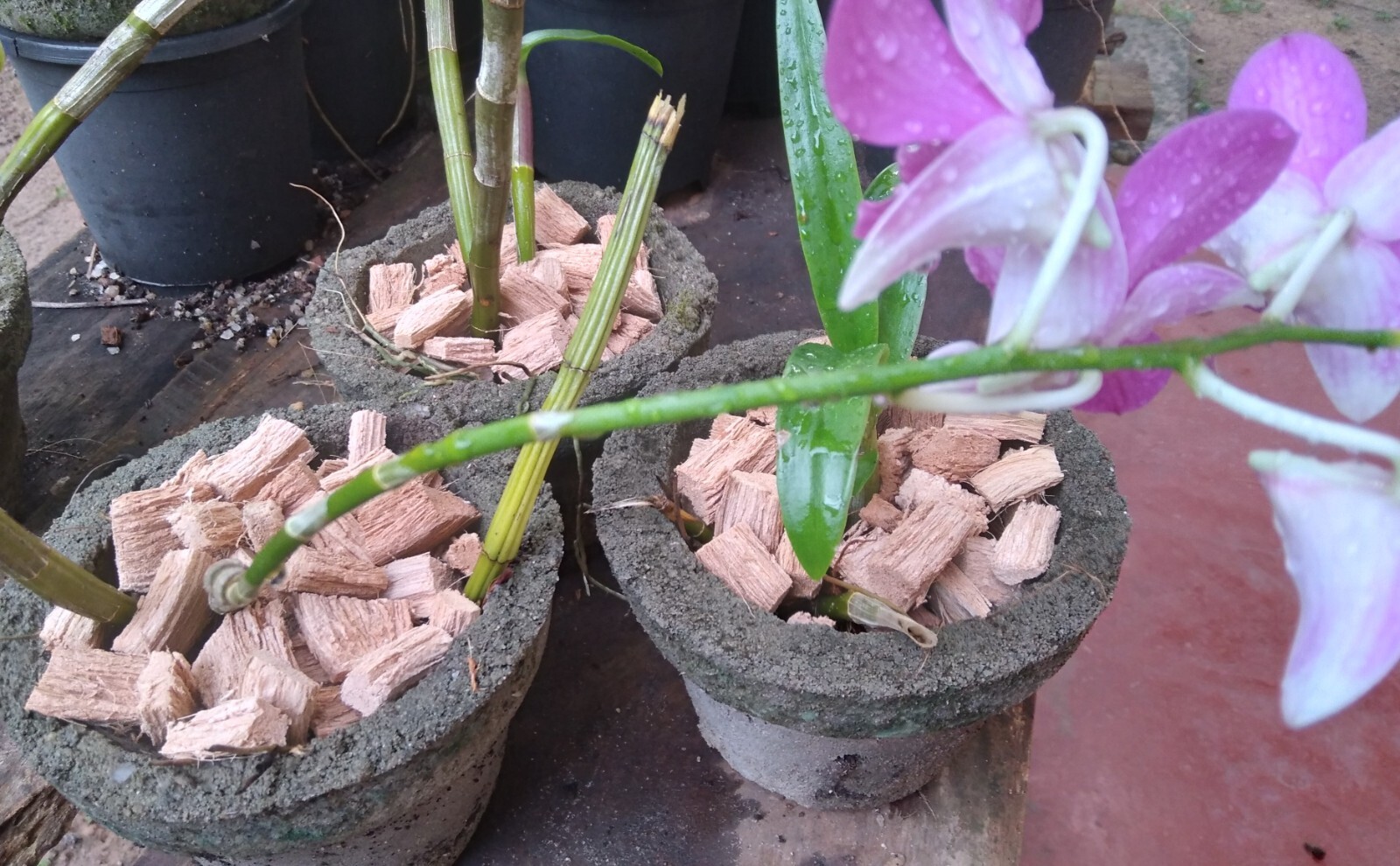 Ceylon Coconut Husk Chips Orchids Anthurium Growing Dry Organic Media ...