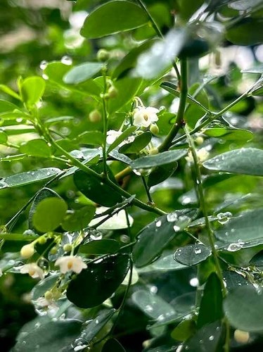 Australian native Snowbush Synostemon albiflorus beautiful delicate ...