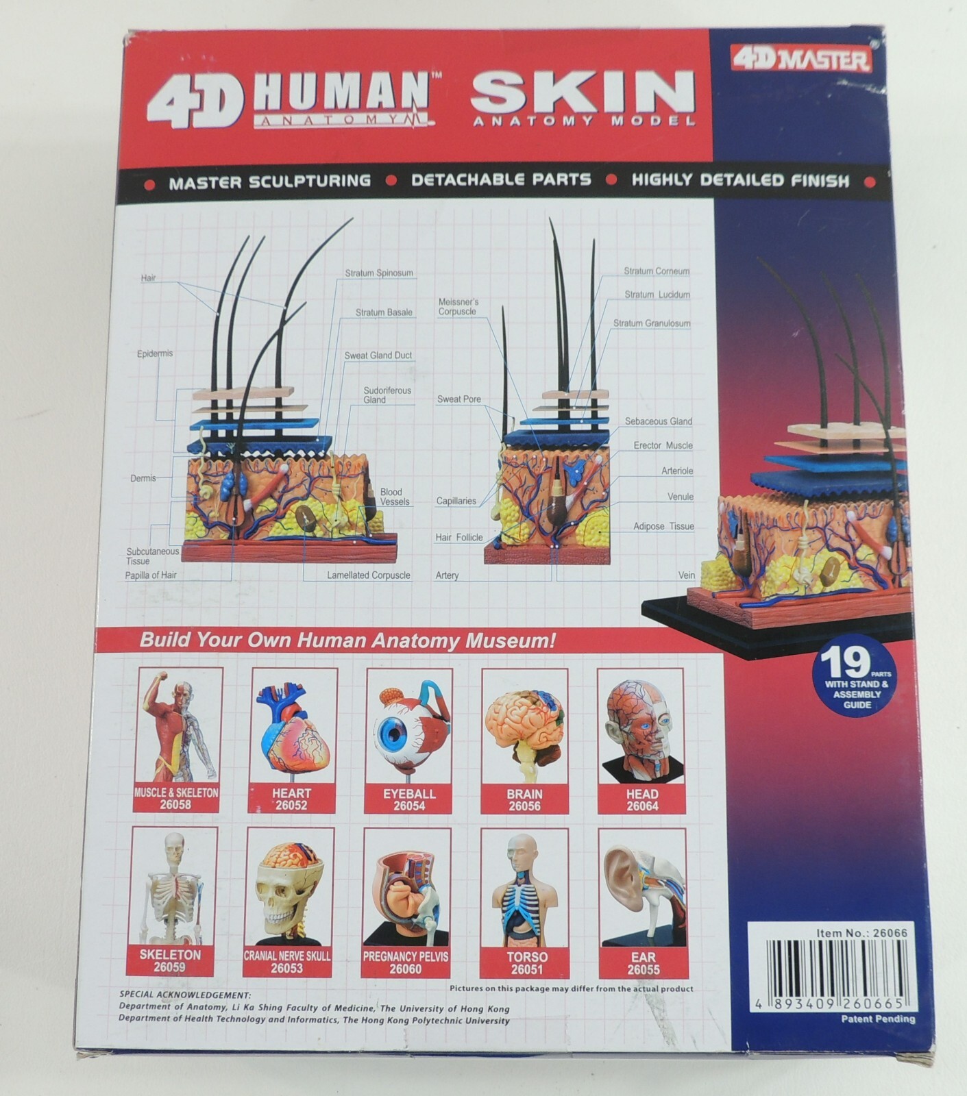 Fame Master Famemaster 4D-Vision Human Skin Anatomy Model for sale ...