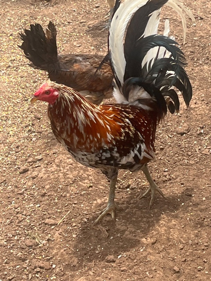 "(10+) LC Pure Spangled Mclean Chicken Hatching Eggs" | eBay