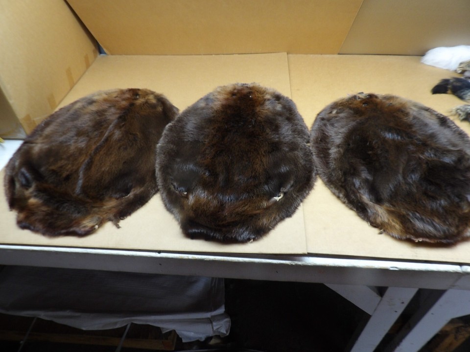 Professionally soft tanned Large beaver hide in Rug form/crafts ...