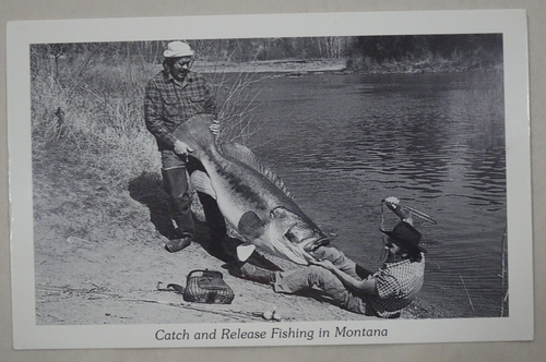 Montana Duckboy Comic Postcard Catch And Release Fishing In Montana Unposted | eBay