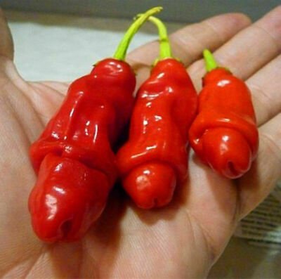 1 Pack 200 Red Penis Peter Pepper Seeds Penis Chili Capsicum Organic Heirloom | eBay