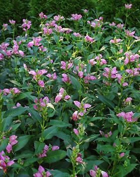 Chelone (Turtlehead) lyonii Hot Lips 100 seeds | eBay