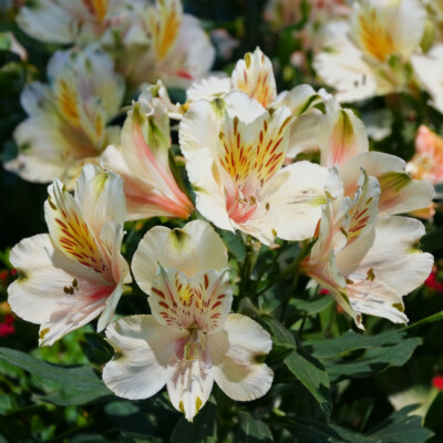 Alstroemeria Summer Snow White Peruvian Lily Cut Flower Hardy 2 5cms ...
