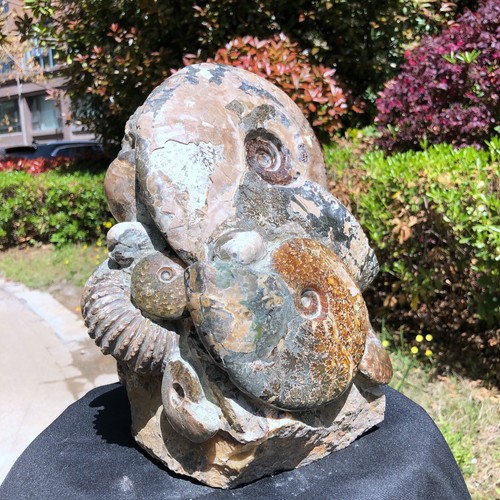 13.4kg Natural ammonite fossil conch cluster crystal specimens healed ...