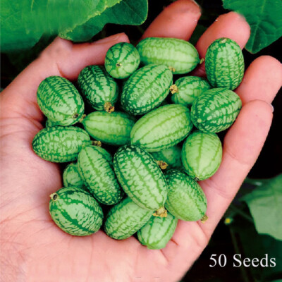 50pcs Mini Thumb Watermelon Organic Fruits Vegetables Balcony Planting ...