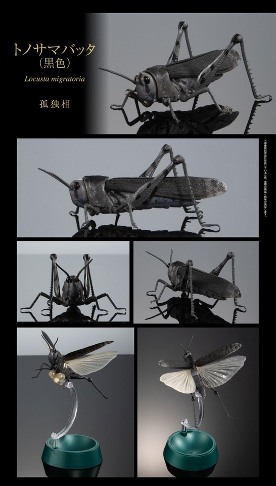 The Diversity of Life on Earth Advance Migratory Locust Figure Bandai ...