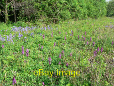 Photo 6x4 Orley Common Torbryan The common used to be grazed by animals ...