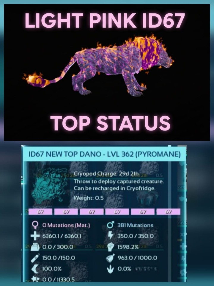 Pyromane [Top Stats] Baby 1.598% Melee Ark Ascended Pve Official PC ...