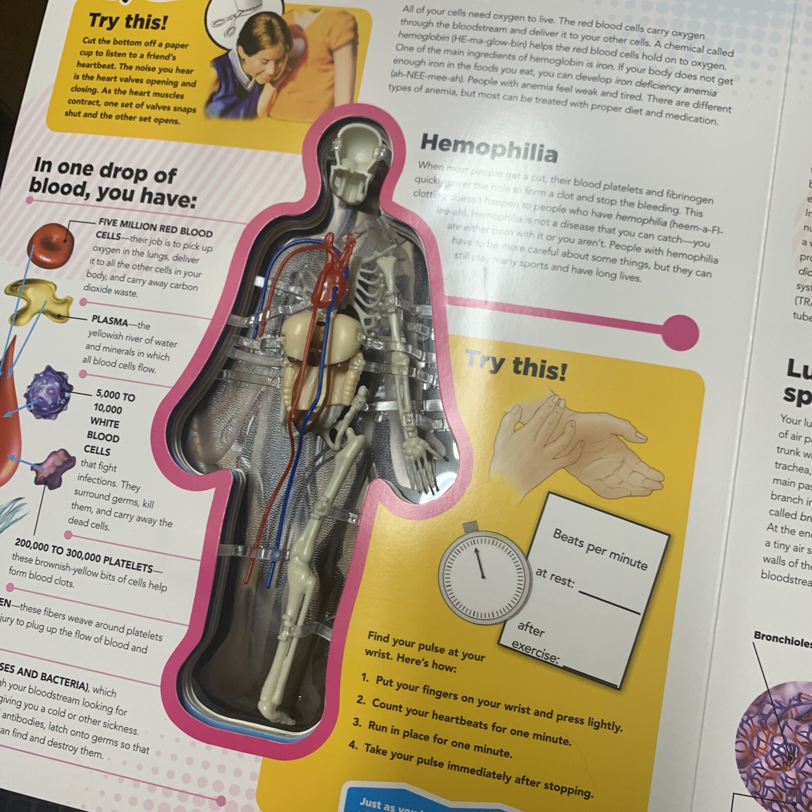 Uncover the Human Body - Hardcover By Colombo, Luann - GOOD ...