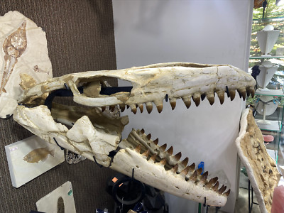 MOSASAUR SKULL HALISAURUS ARAMBOURGI MOSASAURUS JURASSIC DINOSAUR ...