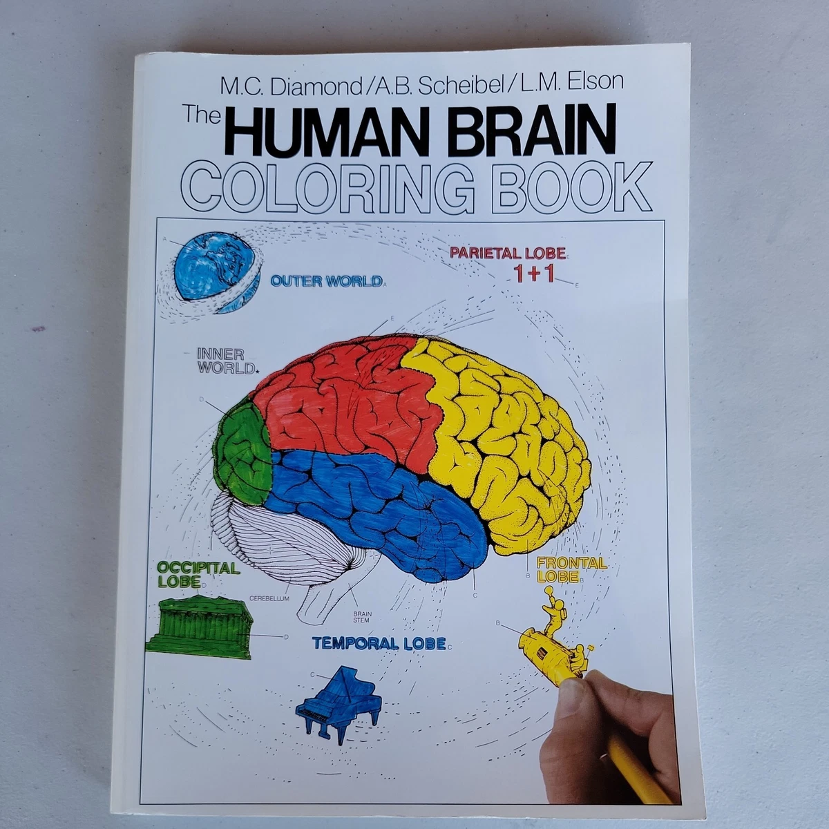 Human Brain Coloring Pages