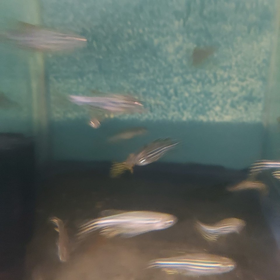 6 LONG FIN ZEBRA DANIO (Danio rerio) | eBay