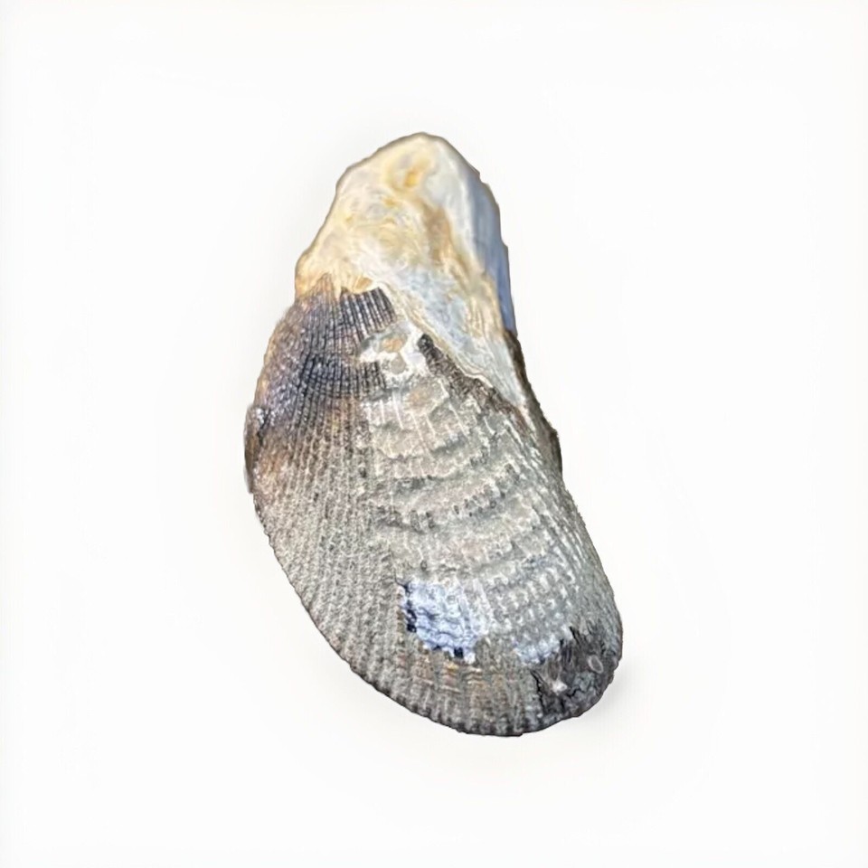 Vintage Carved Shell Jewelry With Seashell-Lot Of 3 | eBay