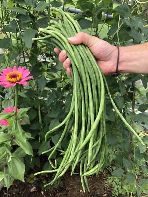 Fresh Harvest Organic Long Snake Bean Seeds- 20 Seeds (2024 December ...