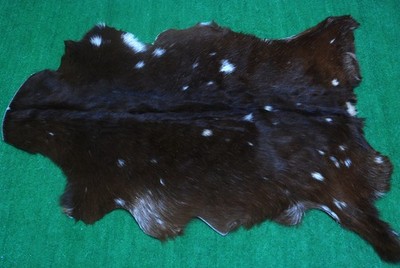 GOAT Western taxidermy Hide Rug Natural Pattern Fur Goat Hide Rode SA ...