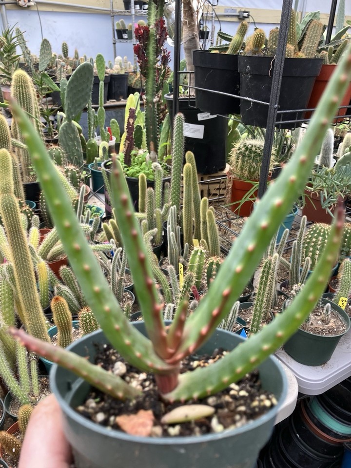 Aloe barberae Giant Tree Aloe 4" Wide This Plant #9PU | eBay