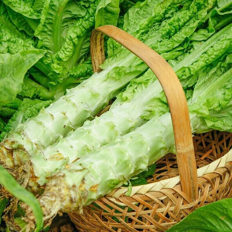 100x seeds Chinese Stem Lettuce /Chinese Celtuce/Asparagus Lettuce ...