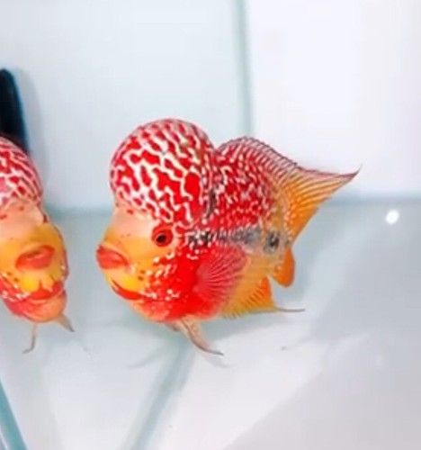 King Kamfa Flowerhorn F3 Big Kok Super Vip High Quality | eBay