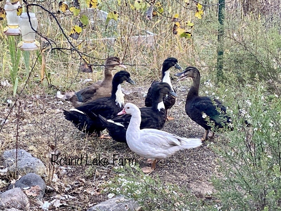 3 Fresh And Fertilized Domestic Barnyard Mix Duck Hatching Eggs | eBay