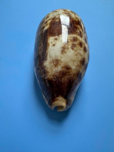 135mm Cypraea Testudinaria Superb GIANT & RARE | F+++ GEMS| Cypraeidae ...