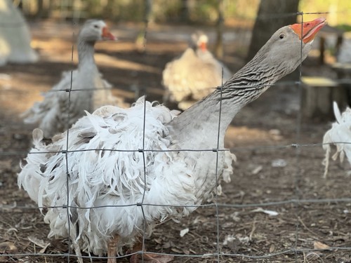 2 Sebastapol Geese Hatching eggs colors can be Blue, Lilac, Grey ...