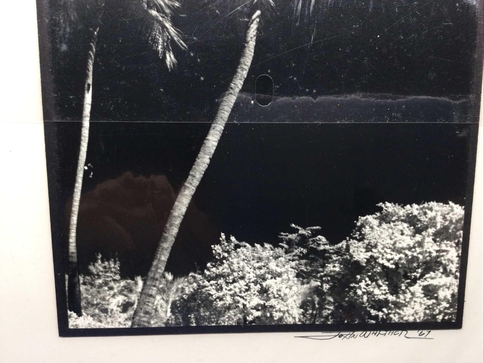 JOHN WALTHER - MIAMI HERALD PHOTOGRAPHER - PALM TREE SIGNED FRAME ...