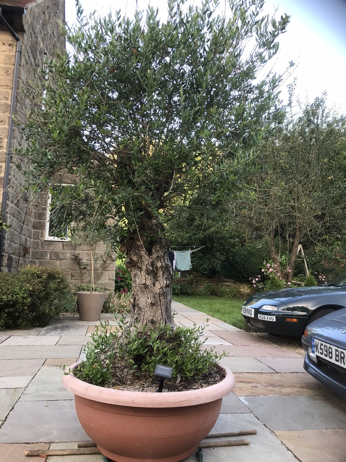 large-olive-tree-ancient-gnarled-est-200-300-years-old-lovely