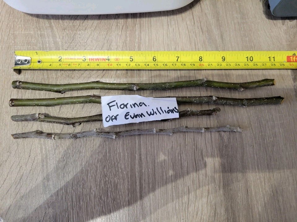 Apple Scion Wood Bud Wood Grafting Wood Apple Florina | eBay UK