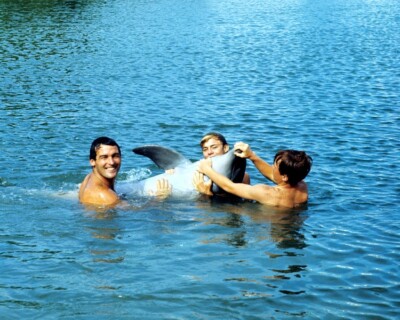 Flipper 24x36 inch Poster Dolphin in Water Brian Kelly Luke Halpin ...