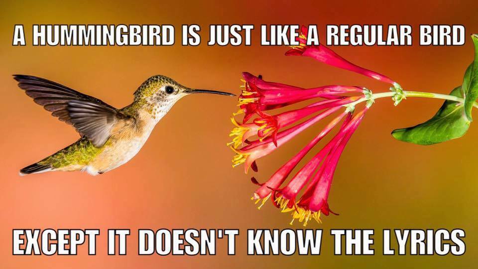 Funny Hummingbird Memes Pin By Taryn Barlow On Mom | Funny Animal