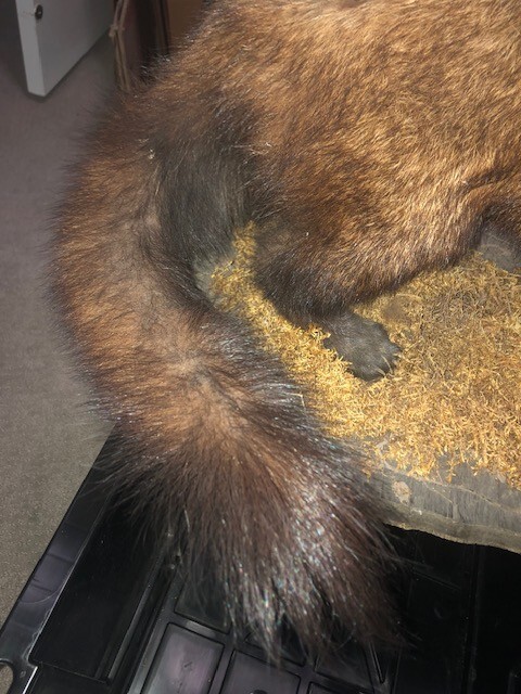 Wolverine/Fisher Standing Taxidermy, Vintage, 26x15x13, Michigan | eBay