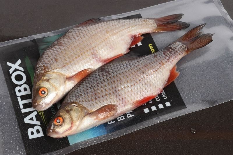 Baitbox Frozen Roach NEW Fresh Dead Bait | eBay