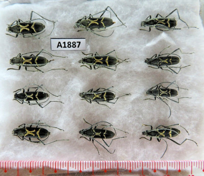 A1887. Insects, butterflies: Cerambycidae sp. Vietnam. Yen Bai | eBay