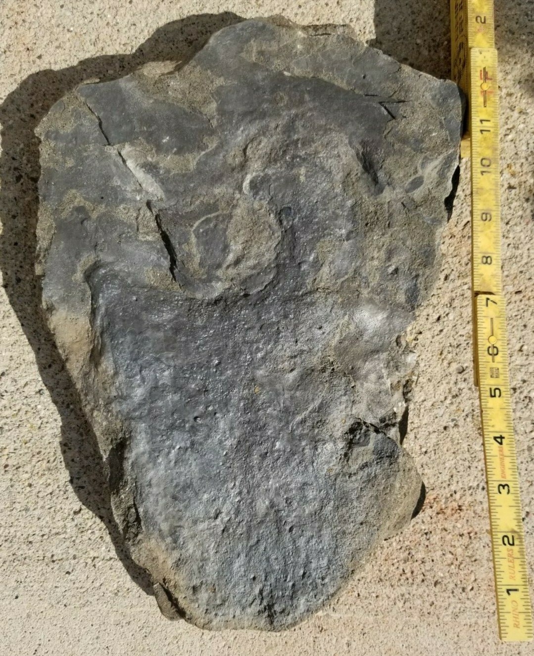 Eubrontes Dinosaur Footprint, large Jurassic, trace fossil, Free ...