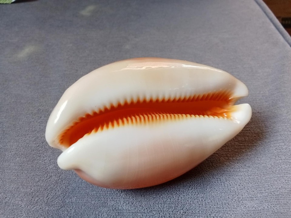 Cyprea aurantium 100mm F++/+++ w/ tiny hairmark BUT all natural & HUGE ...