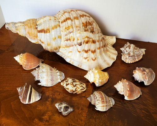 Lot Extra Large Striped Conch Shell & 10 Triton's Trumpet Conchs | eBay