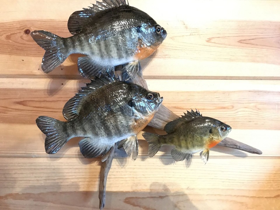 Real Skin Beautiful Sunfish Bluegill Panfish Fish Taxidermy Wall Mount ...