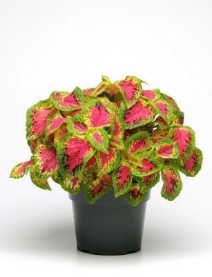 Coleus Sun Watermelon 100 seeds | eBay