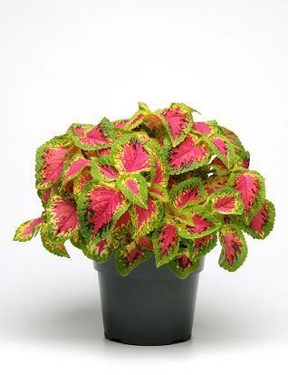 Coleus Sun Watermelon 100 seeds | eBay