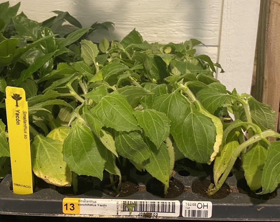 Yacon (Smallanthus sonchifolius) TC Plant Plug -3-6 in- Edible Tubers ...