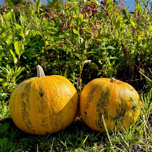 Styrian Hulless Pumpkin Seeds for Planting: Non-GMO Seed Packet or Bulk ...