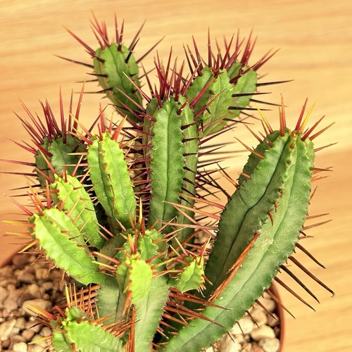 Euphorbia enopla , pot 10 cm (Cod. R0090) | eBay UK