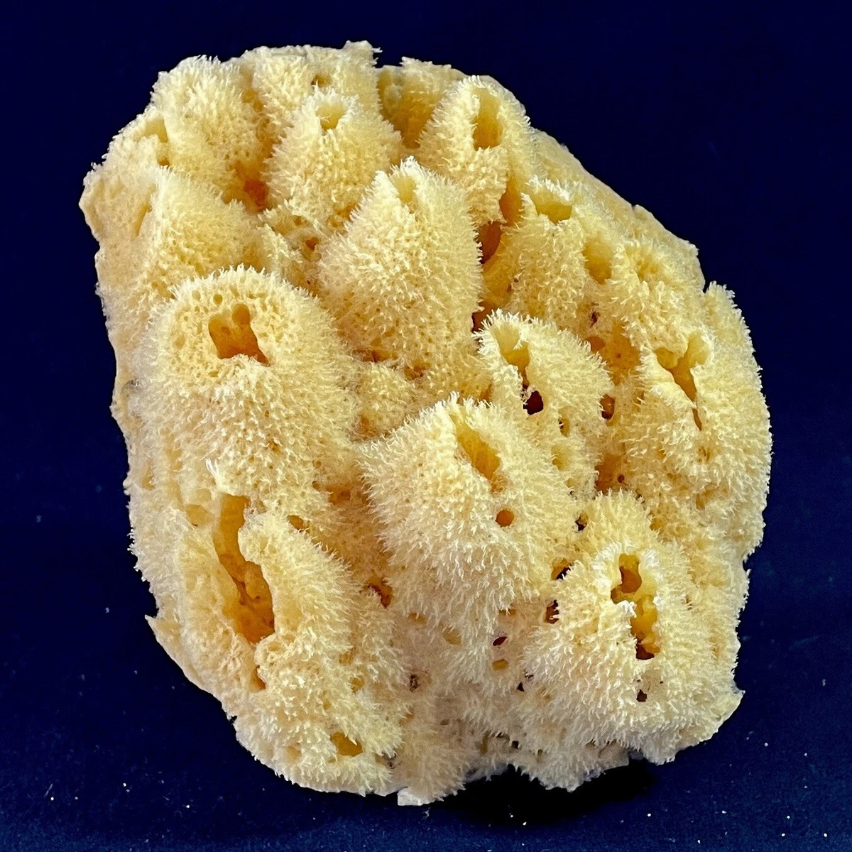 Beautiful Sea Sponges