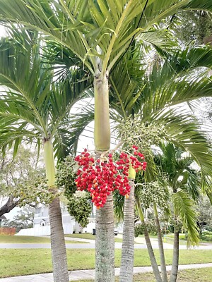 15 Seeds Christmas Manila Palm Tree Adonidia merrillii live tropical ...