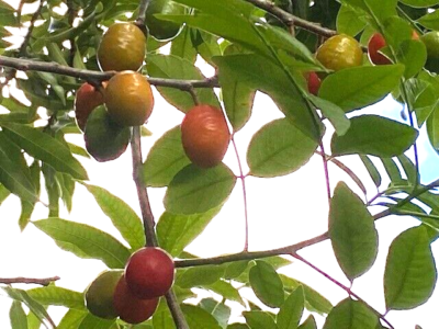 Jamaican Plum Tree