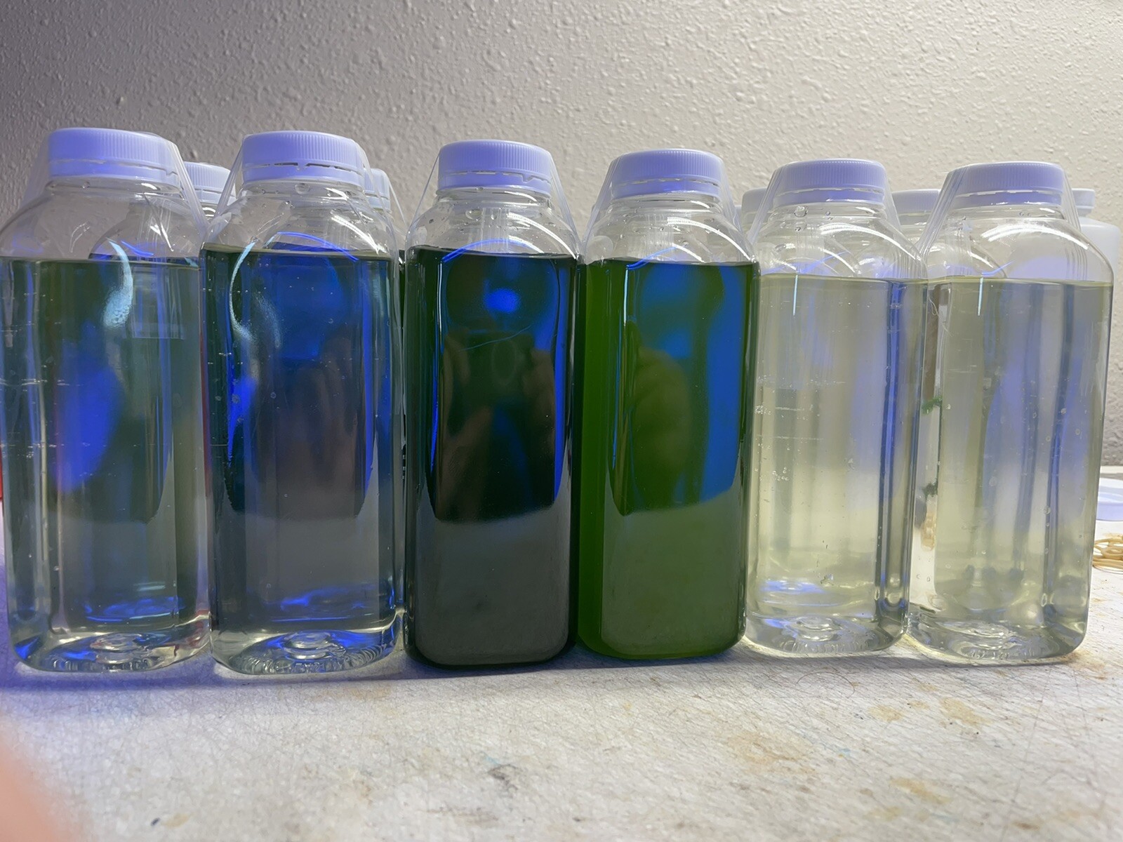 4 BOTTLES OF LIVE COPEPODS TISBE TIGGER APEX PODS AND 2 BOTTLE OF ...